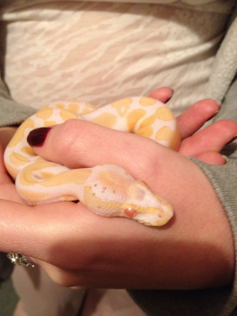 Dark spots on baby albino royal. | Reptile Forums