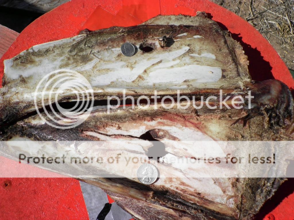 Elk Scapula - 24hourcampfire