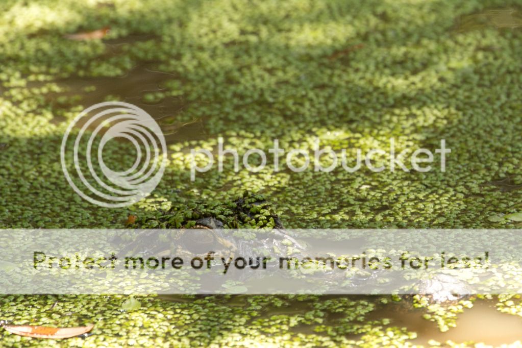 My Summer: West and East Coast - Field Herp Forum