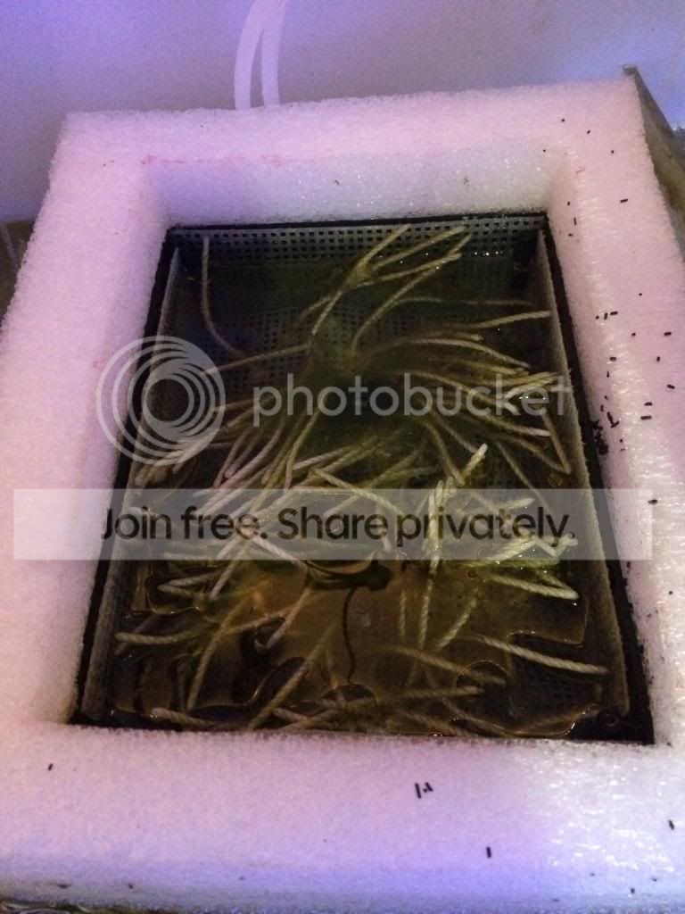 Diy floating algae scrubber - Reef Central Online Community